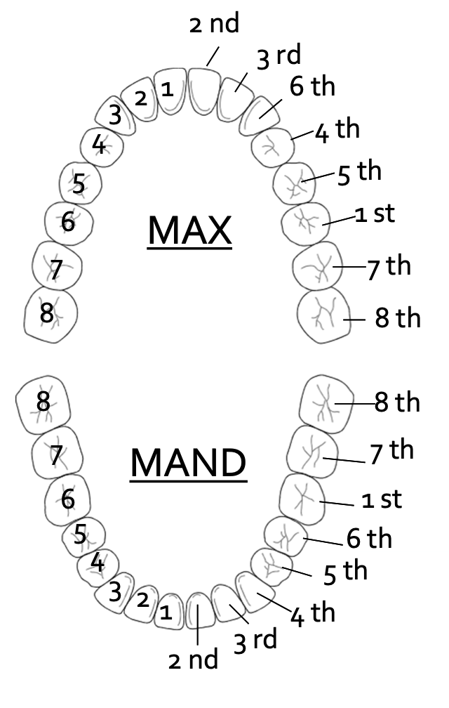 Eruption Sequence of the Permanent Dentition – Teeth & Chiefs